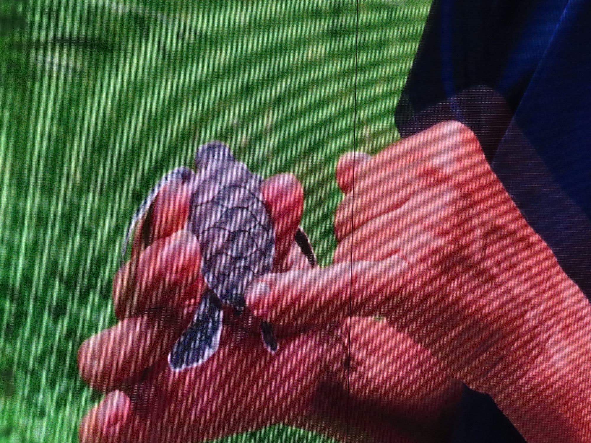 Day 41- Nov 4/24- at sea | gailstraveladventures